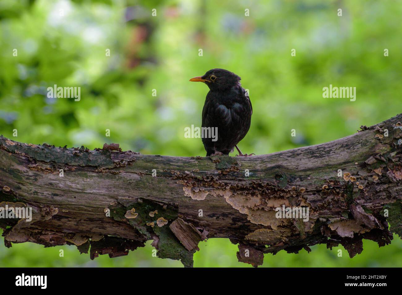 Side view of a beautiful Common blackbird perched on a tree branch ...