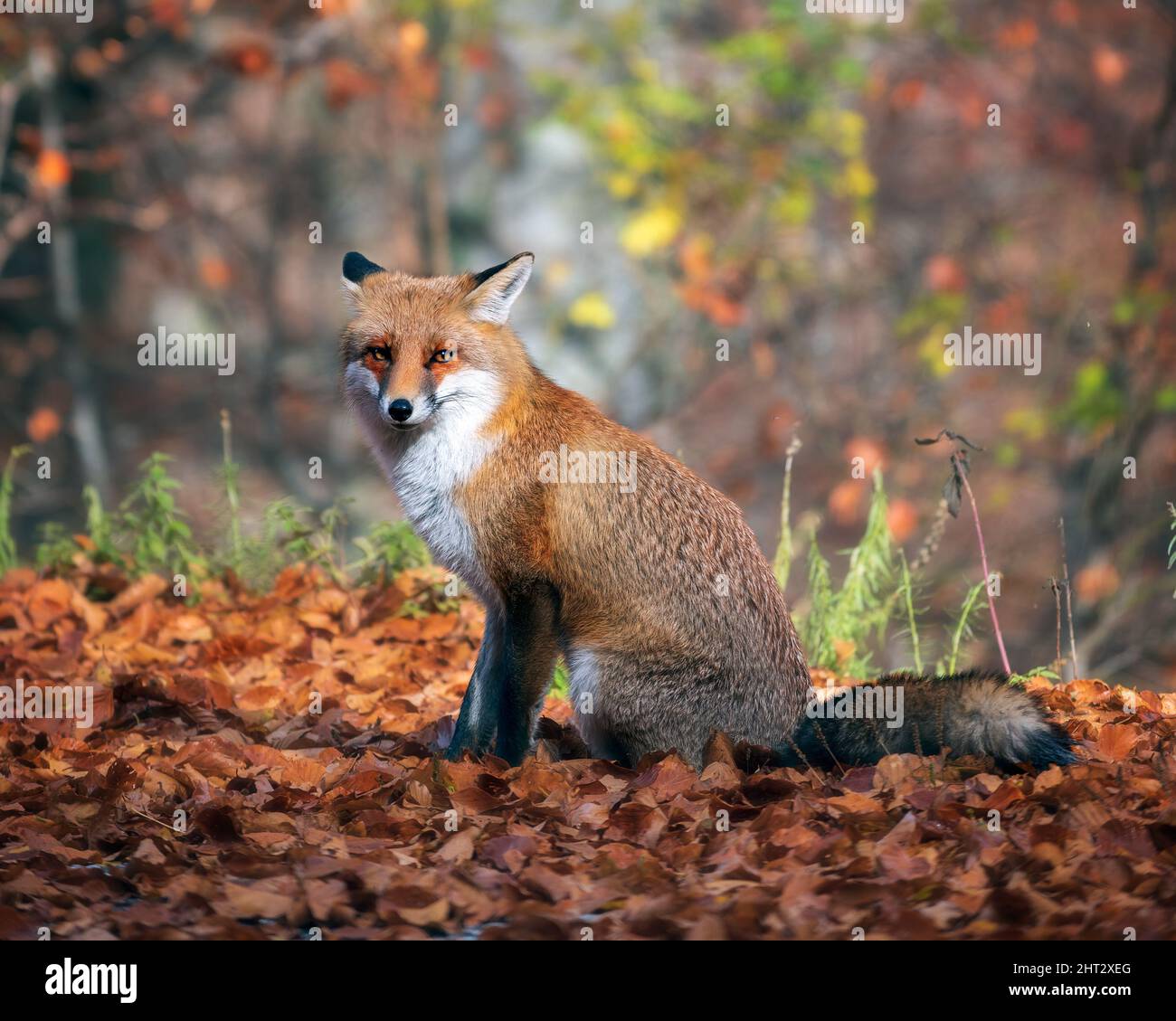 Closeup of a trans-caucasian montane fox on dried leaves in Kerkini ...