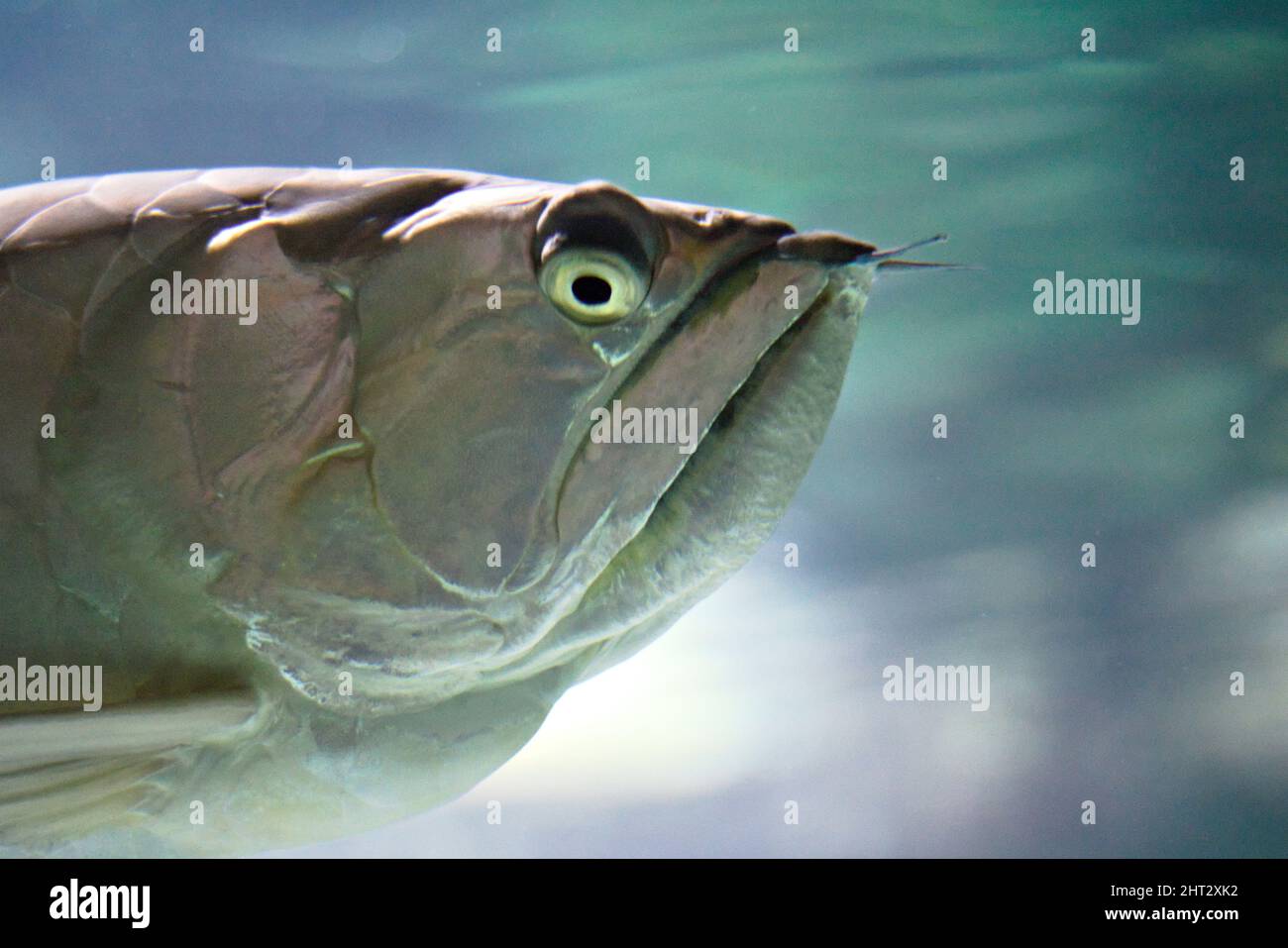 Closeup of an Arowana fish swimming under the water Stock Photo - Alamy