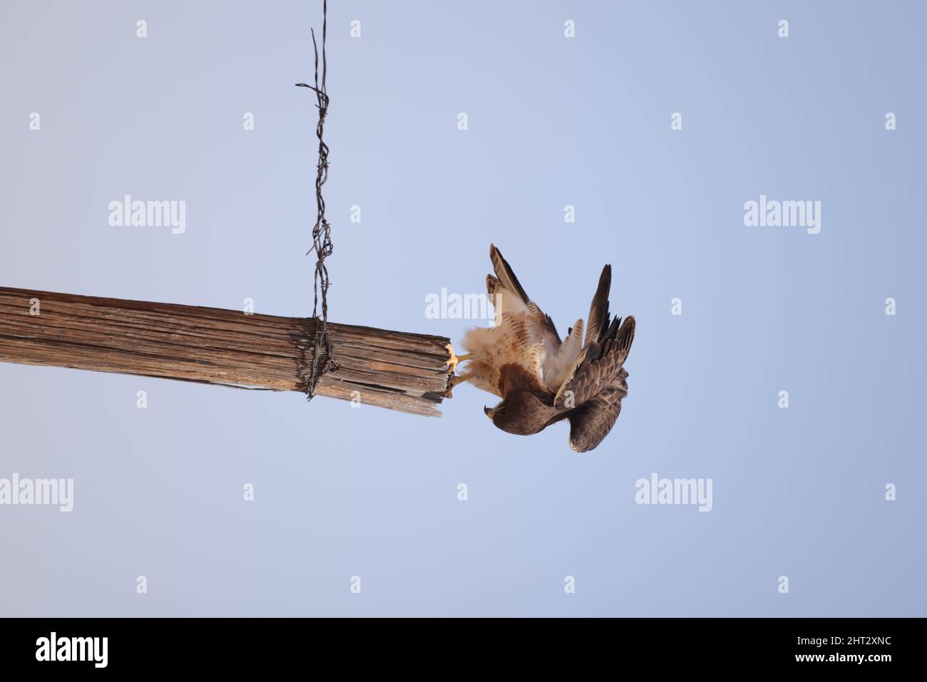 Vertical shot of a falcon perching on an old wooden post against a ...