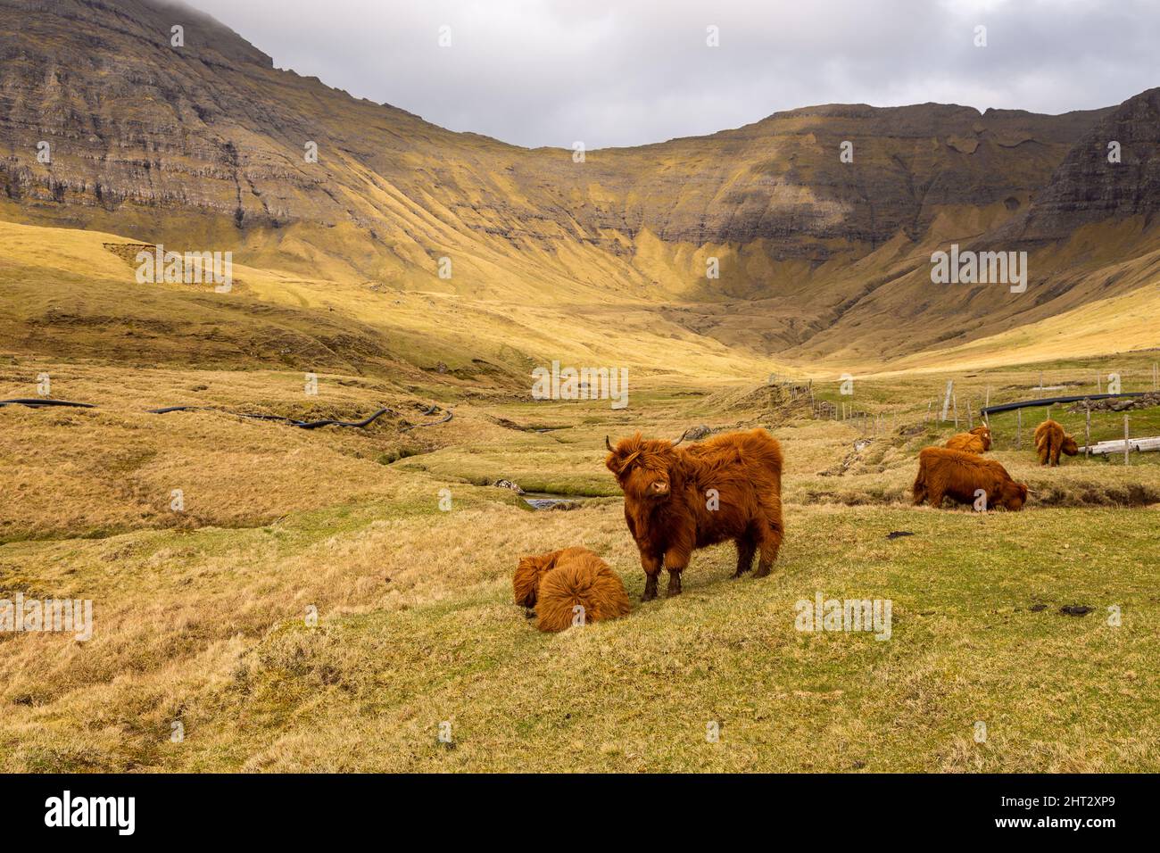 The Highland, Scottish breed of rustic cattle grazing in a meadow on ...