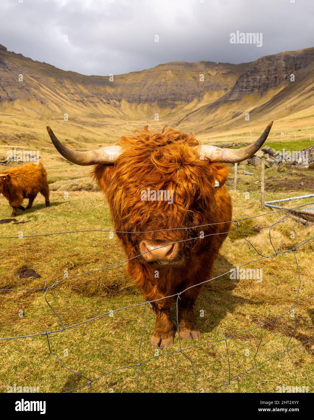 The Highland, Scottish breed of rustic cattle grazing in a meadow on ...