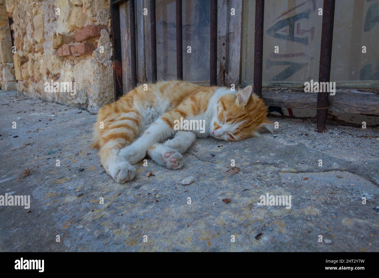 Closeup of a sad Cyprus cat laying and sleeping on a rocky round in ...