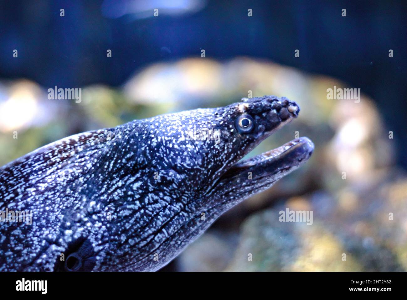 Closeup of a European Moray eel swimming under the water Stock Photo ...