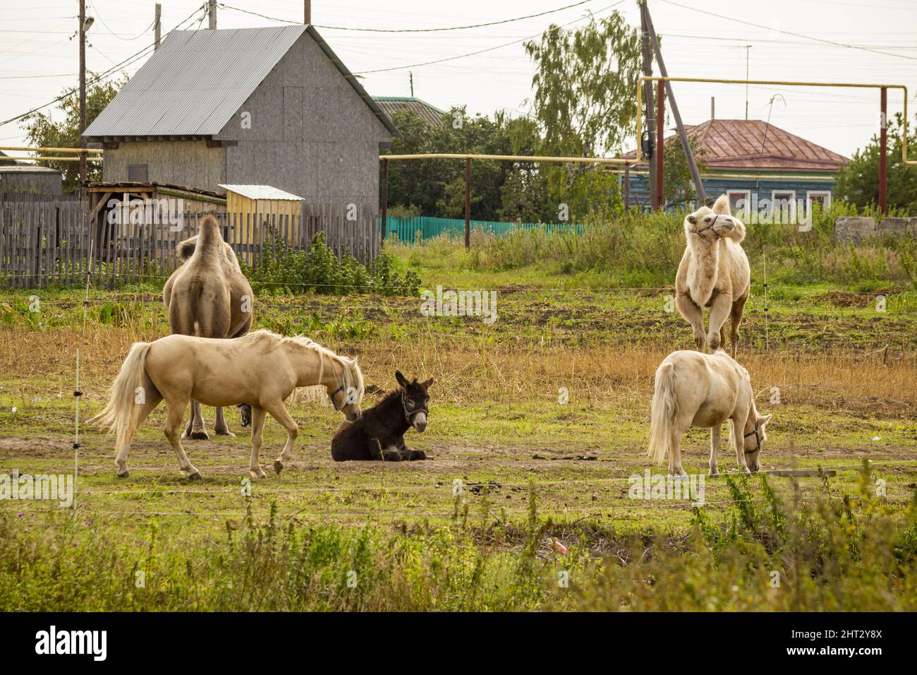 Various types of agriculture animals and farm livestock Stock Photo - Alamy