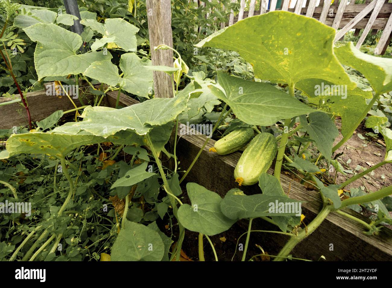 Fresh cucumbers growing on an eco-friendly country farm Stock Photo - Alamy