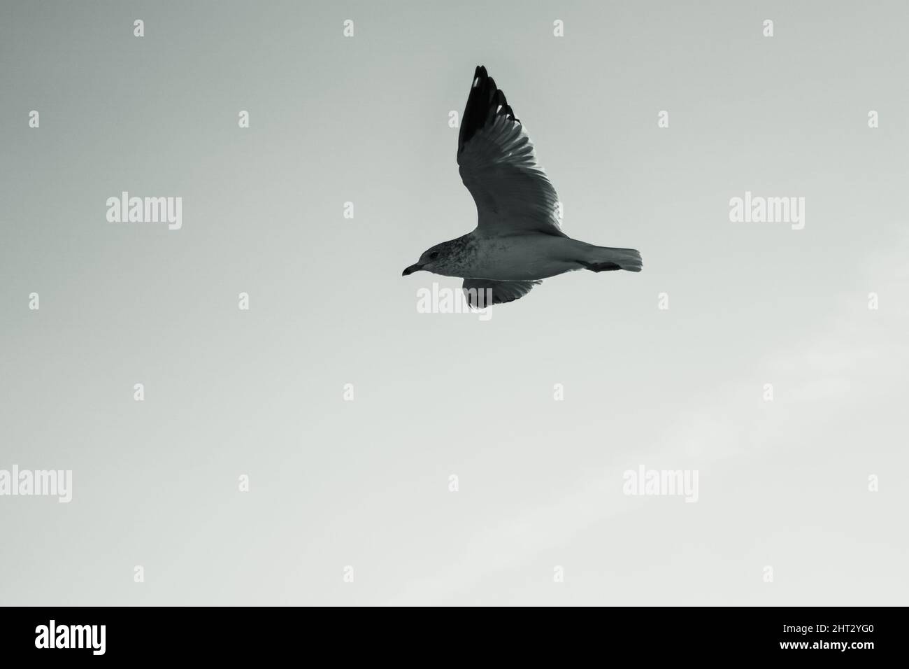 Grayscale shot of a flying bird Stock Photo - Alamy