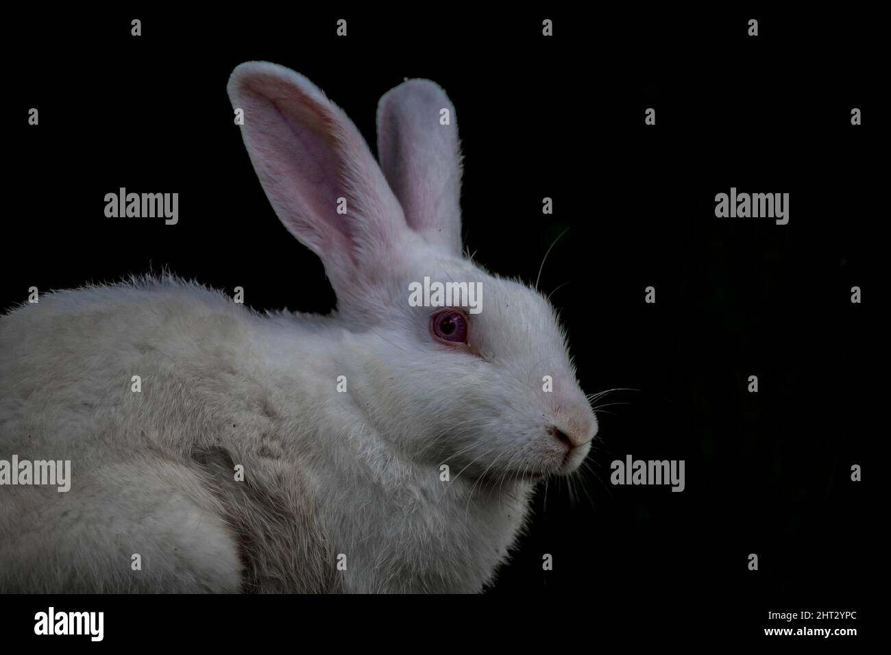 A cute white rabbit face close up with beautiful dark background Stock ...