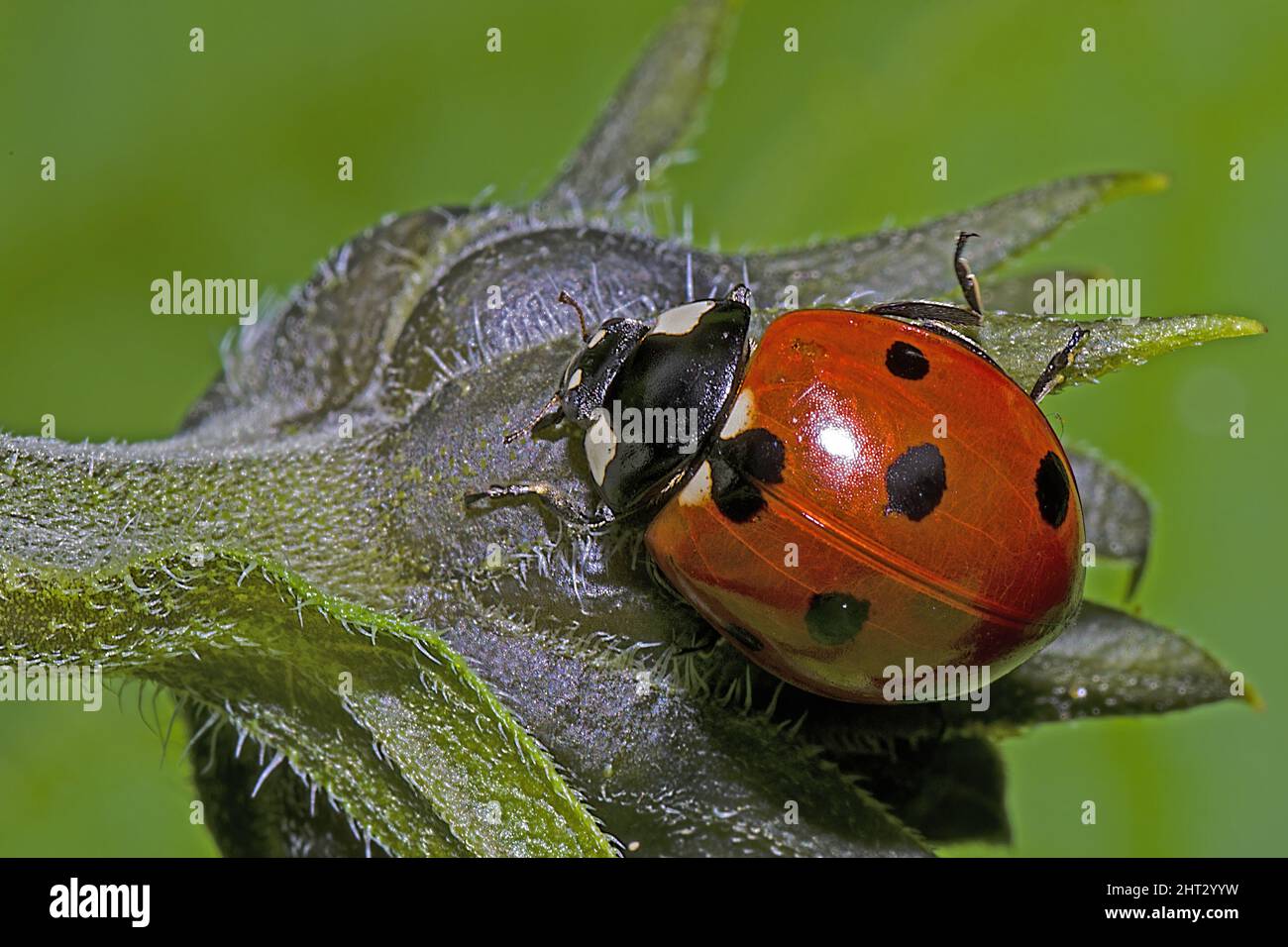 Closeup of a ladybug on a flower Stock Photo - Alamy