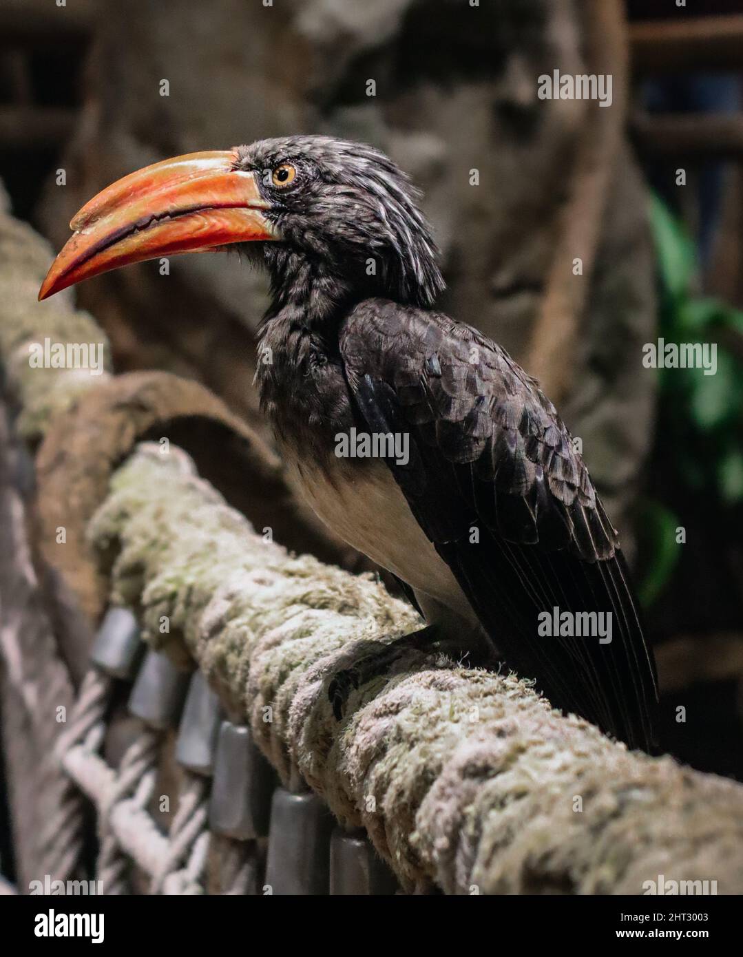 Vertical close-up shot of a hornbill bird standing on a barrier Stock ...