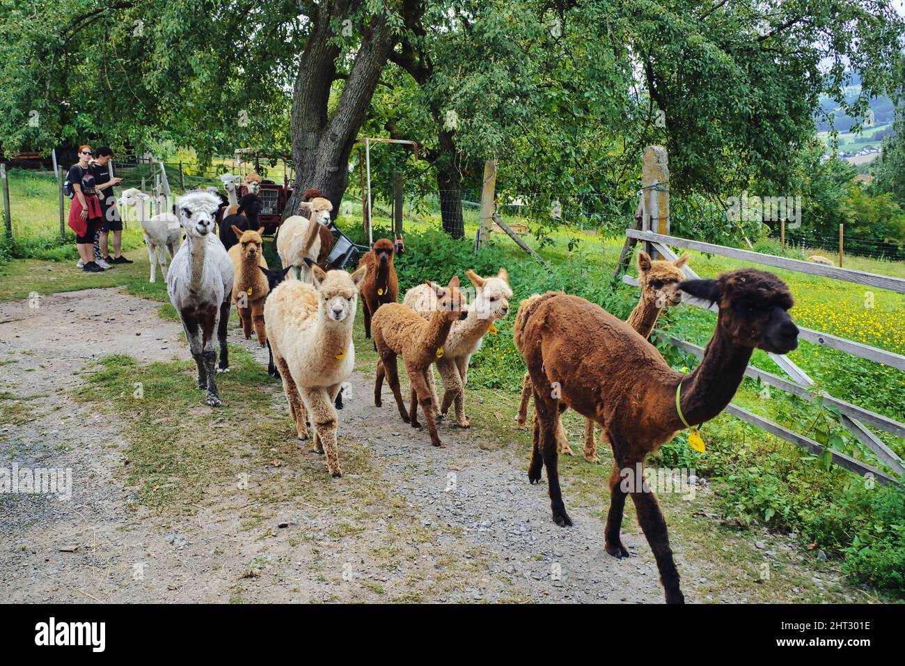 Group llamas walking in hi-res stock photography and images - Alamy
