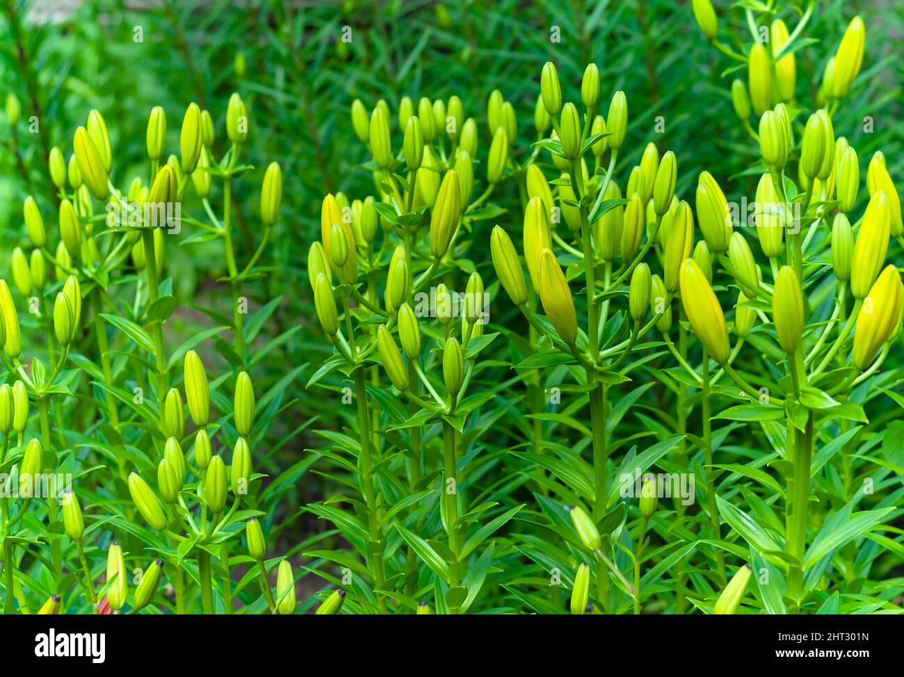 Buds of unopened lilies. Background Stock Photo - Alamy