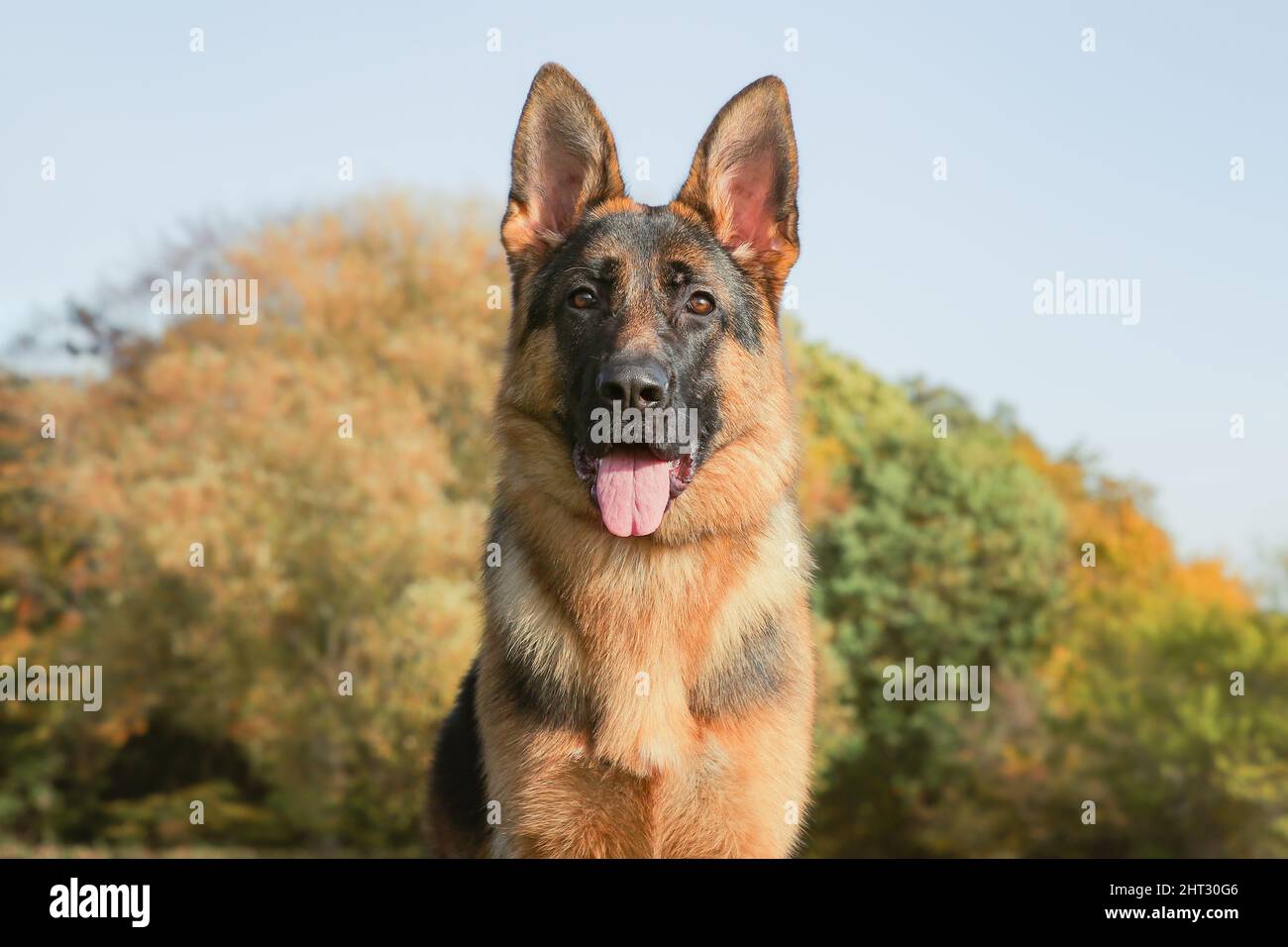View of the beautiful German Shepherd on the background of the trees ...
