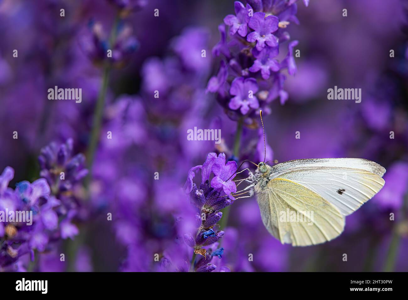 Closeup of a butterfly on a flower Stock Photo - Alamy