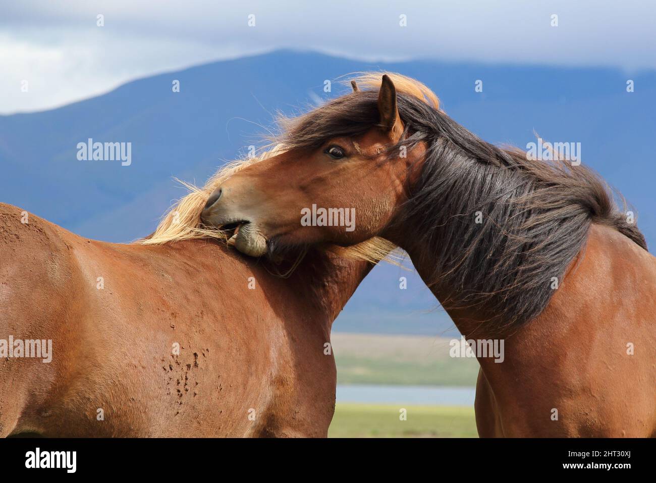 Islandpferd / Icelandic horse / Equus ferus caballus Stock Photo - Alamy