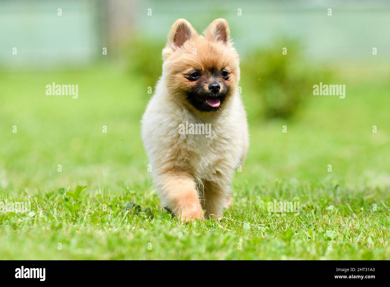 Shallow focus of a cute pomeranian spitz dog walking on the grass with ...