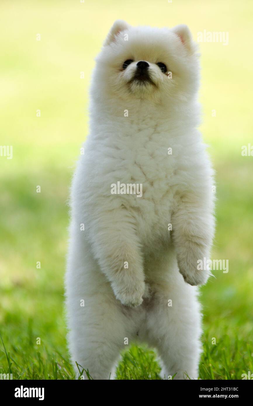 Back feet hi-res stock photography and images - Alamy