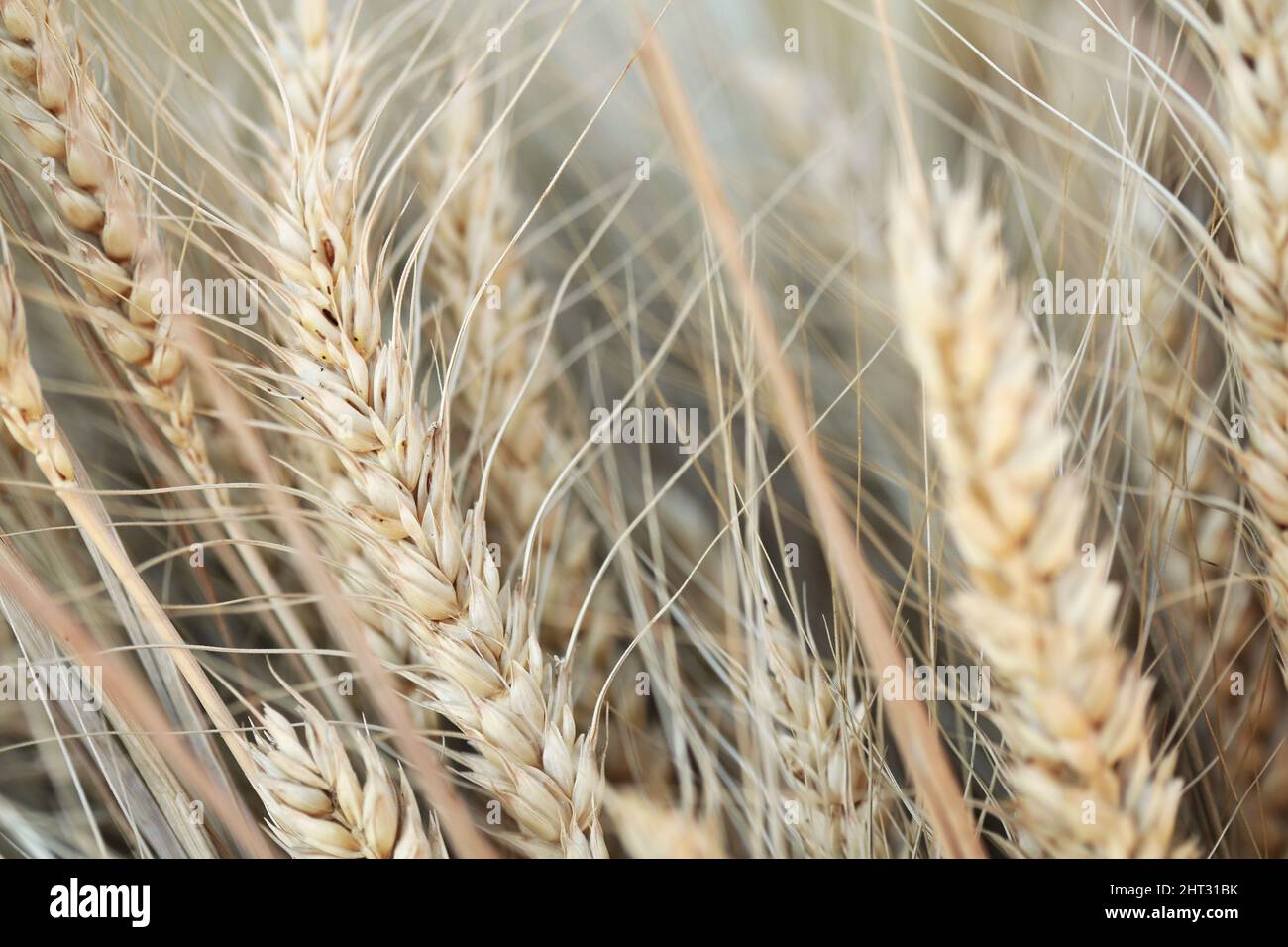 Closeup shot of dry wheat and grain stalks Stock Photo - Alamy