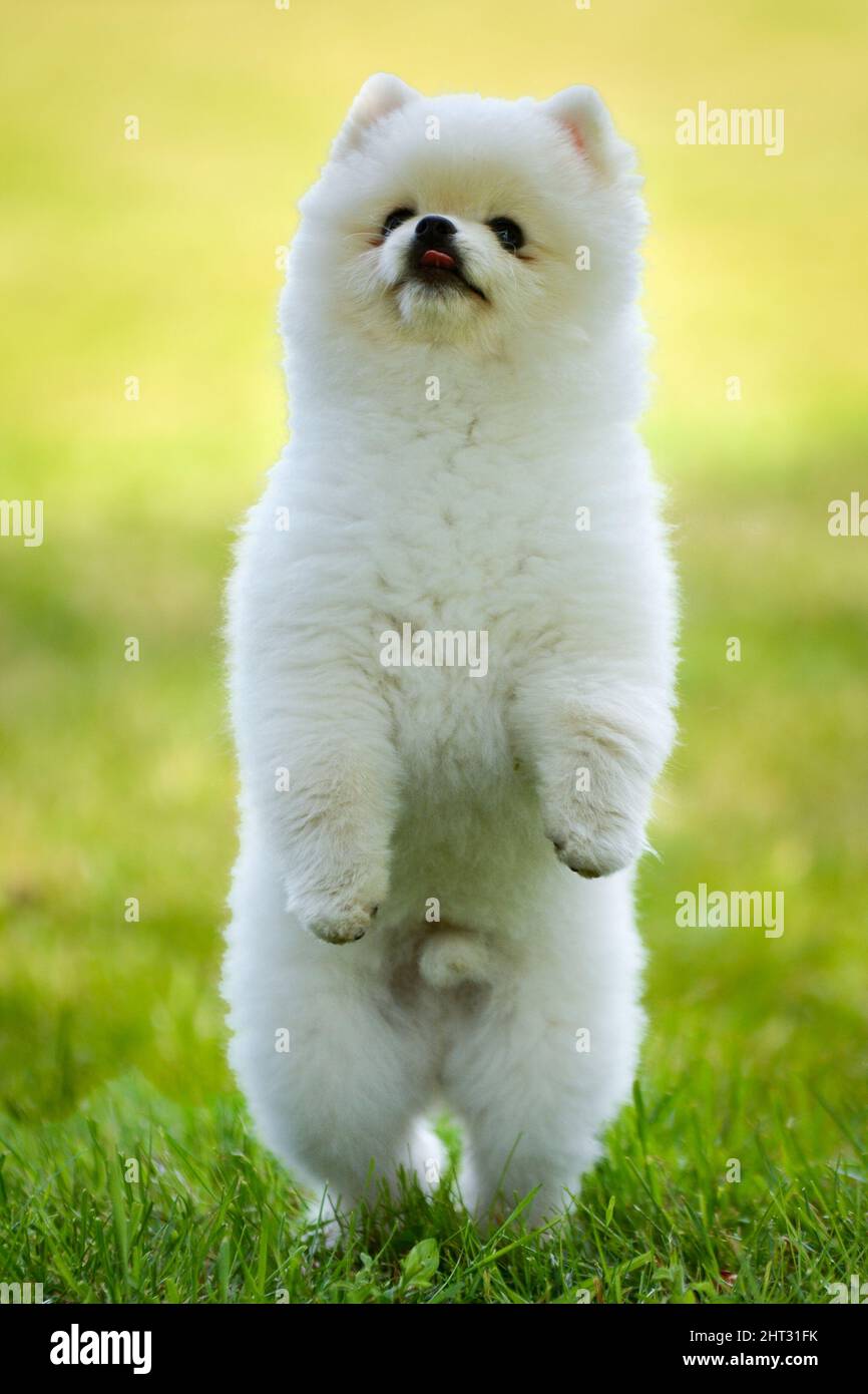 Vertical shot of a white adorable pomeranian spitz puppy standing on ...