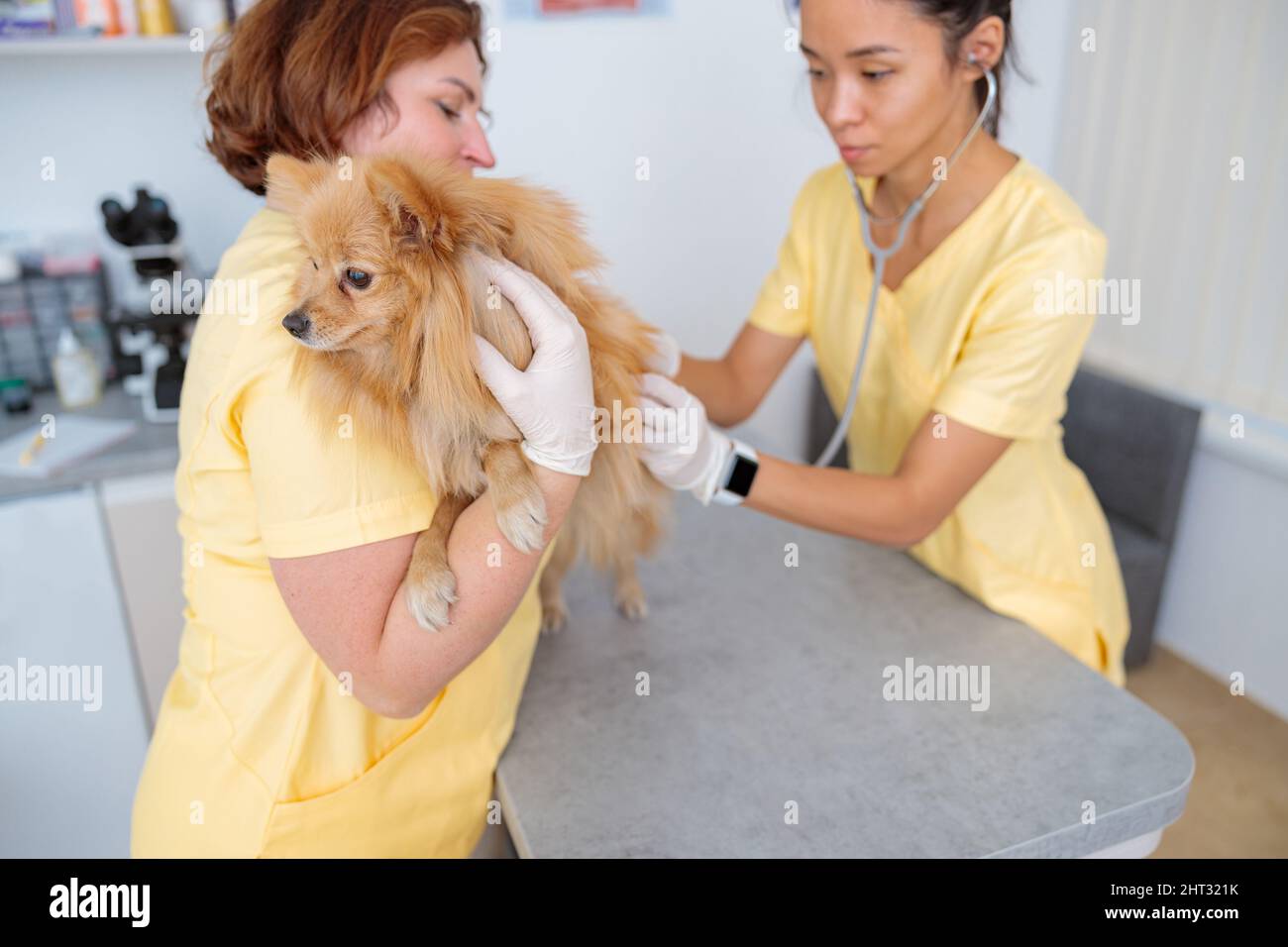 Dog visiting vet for regular check up in clinic Stock Photo - Alamy