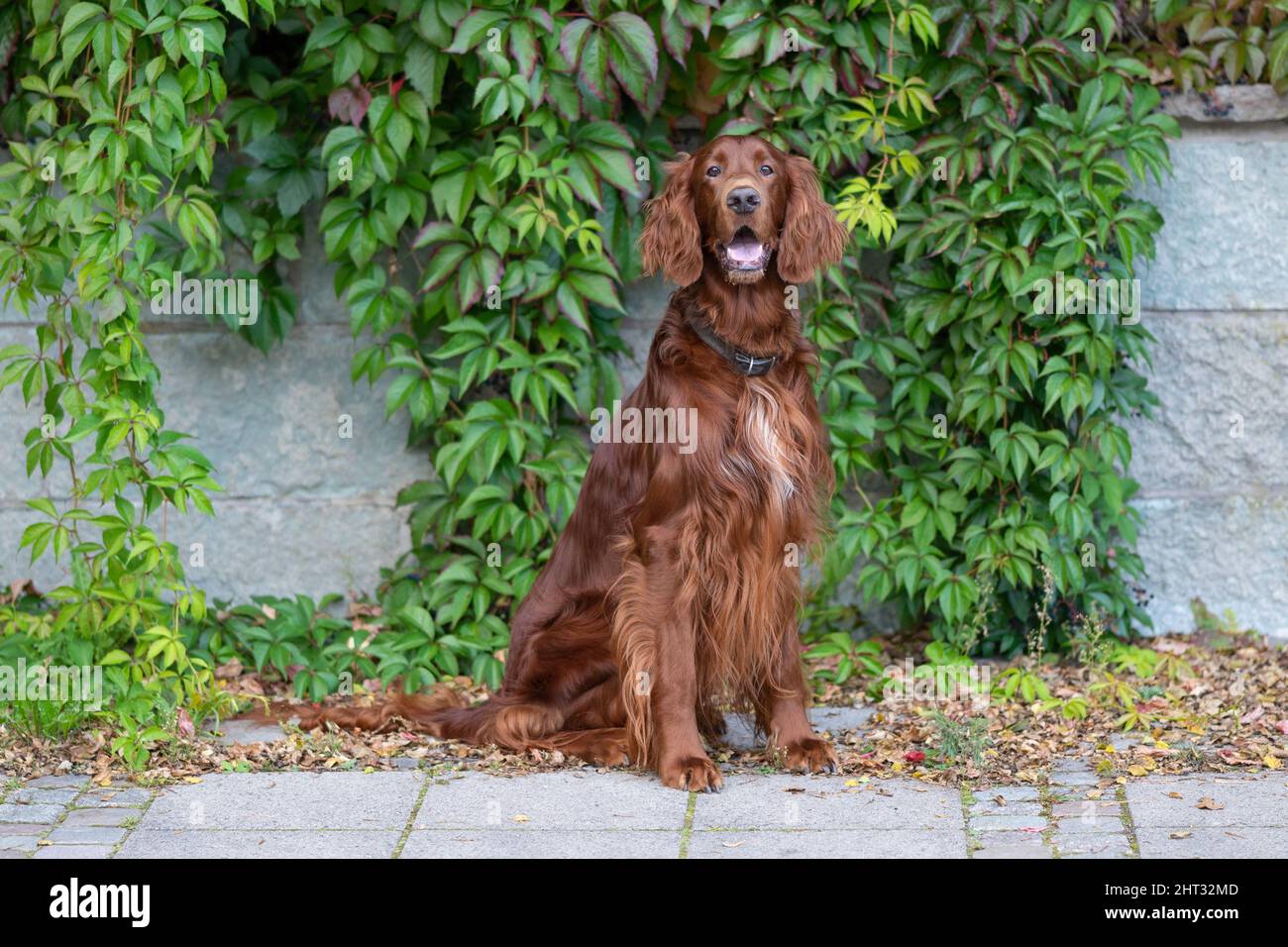 Cute portrait of an Irish Red Setter standing against a wall covered ...