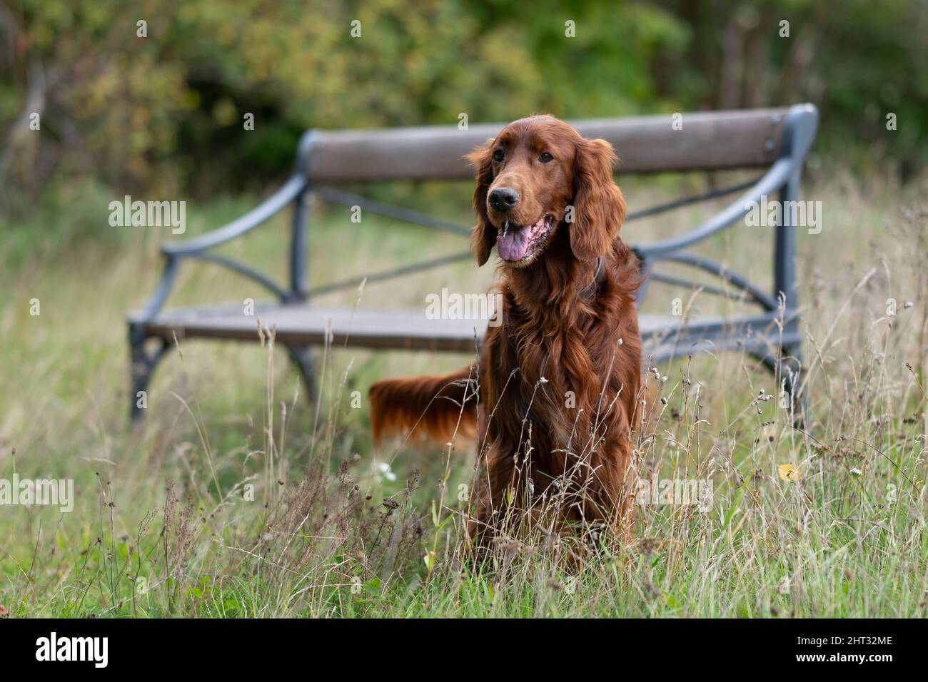 Cute portrait of an Irish Red Setter standing against a wooden bench ...