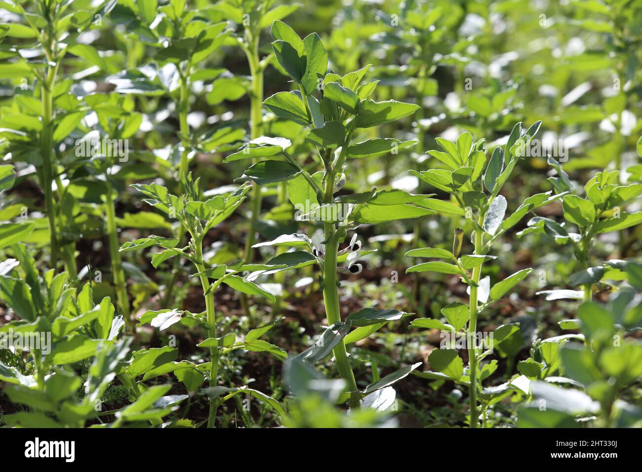 Cultivation fava beans field hi-res stock photography and images - Alamy
