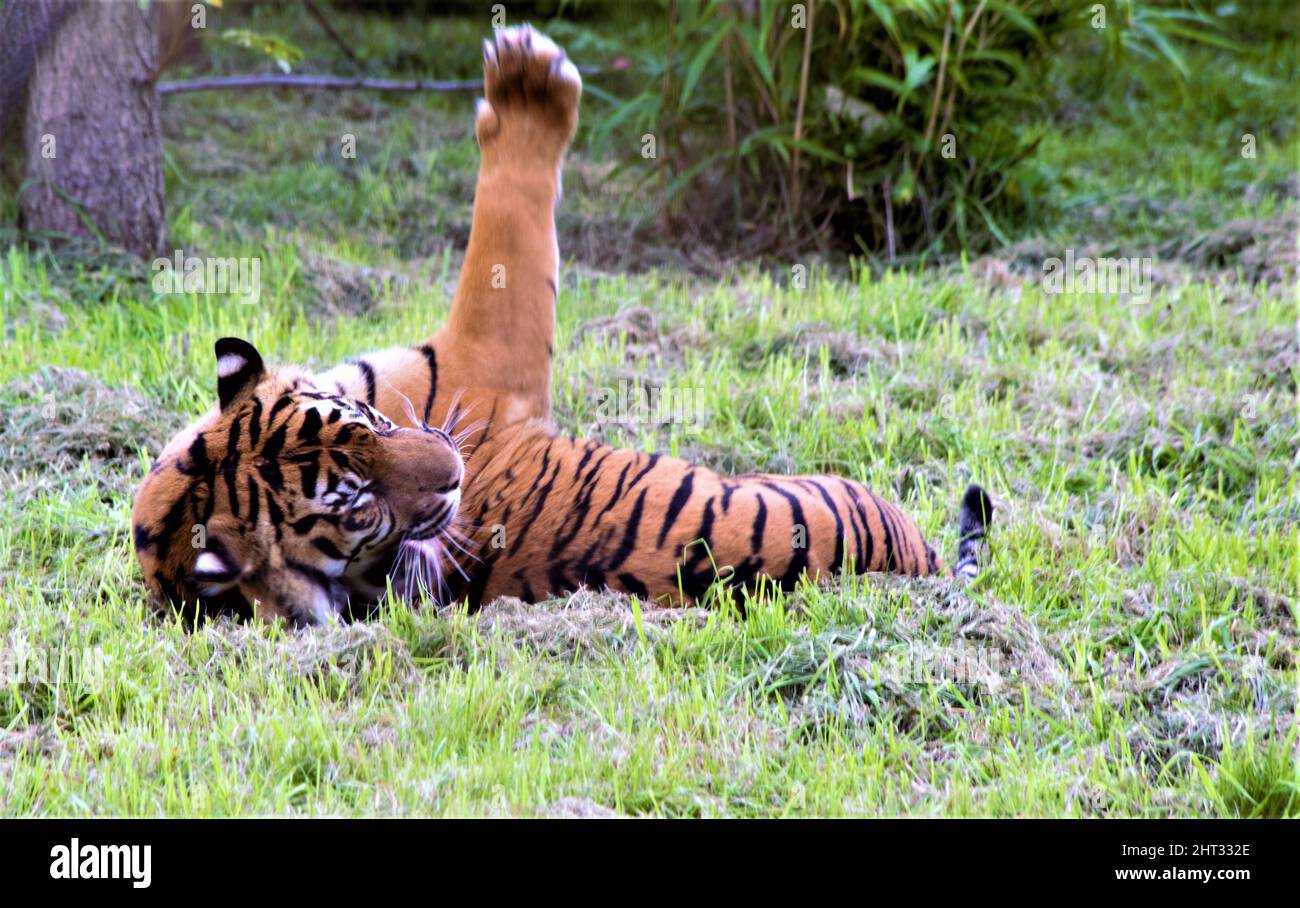 Tiger lying on back hi-res stock photography and images - Alamy