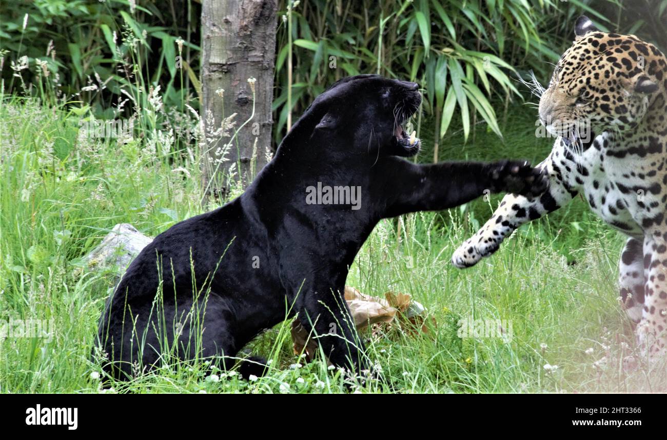 Wild Panthers Fighting