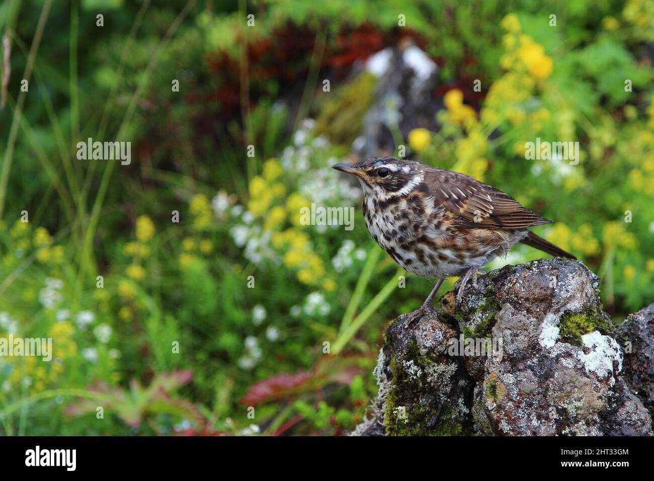 Rotdrossel / Redwing / Turdus iliacus Stock Photo - Alamy