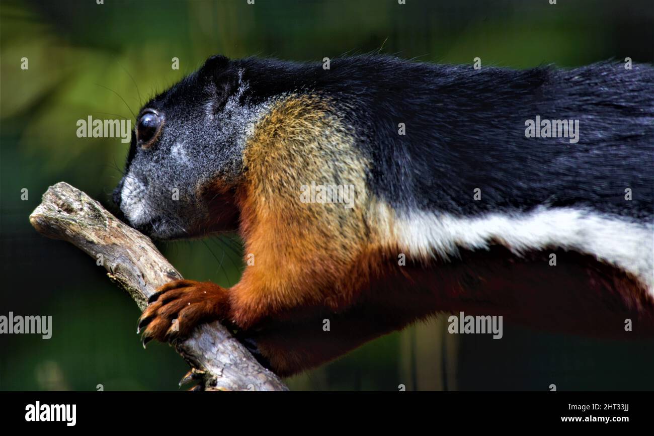 Tri colored squirrel hi-res stock photography and images - Alamy