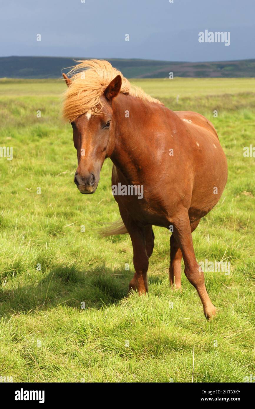 Islandpferd / Icelandic horse / Equus ferus caballus Stock Photo - Alamy