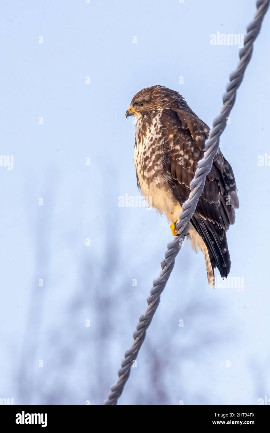 Buzzard size hi-res stock photography and images - Alamy