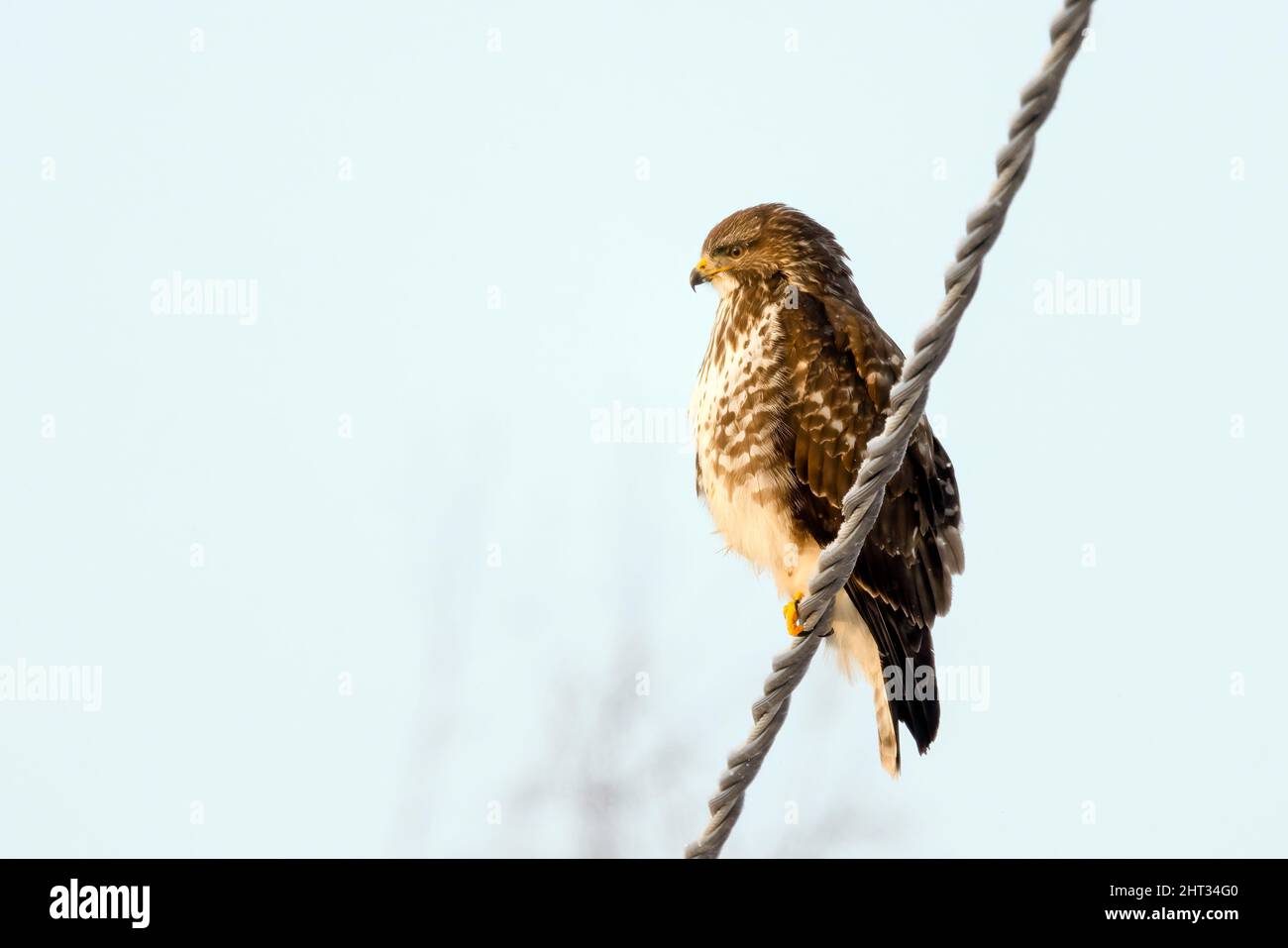 Buzzard size hi-res stock photography and images - Alamy