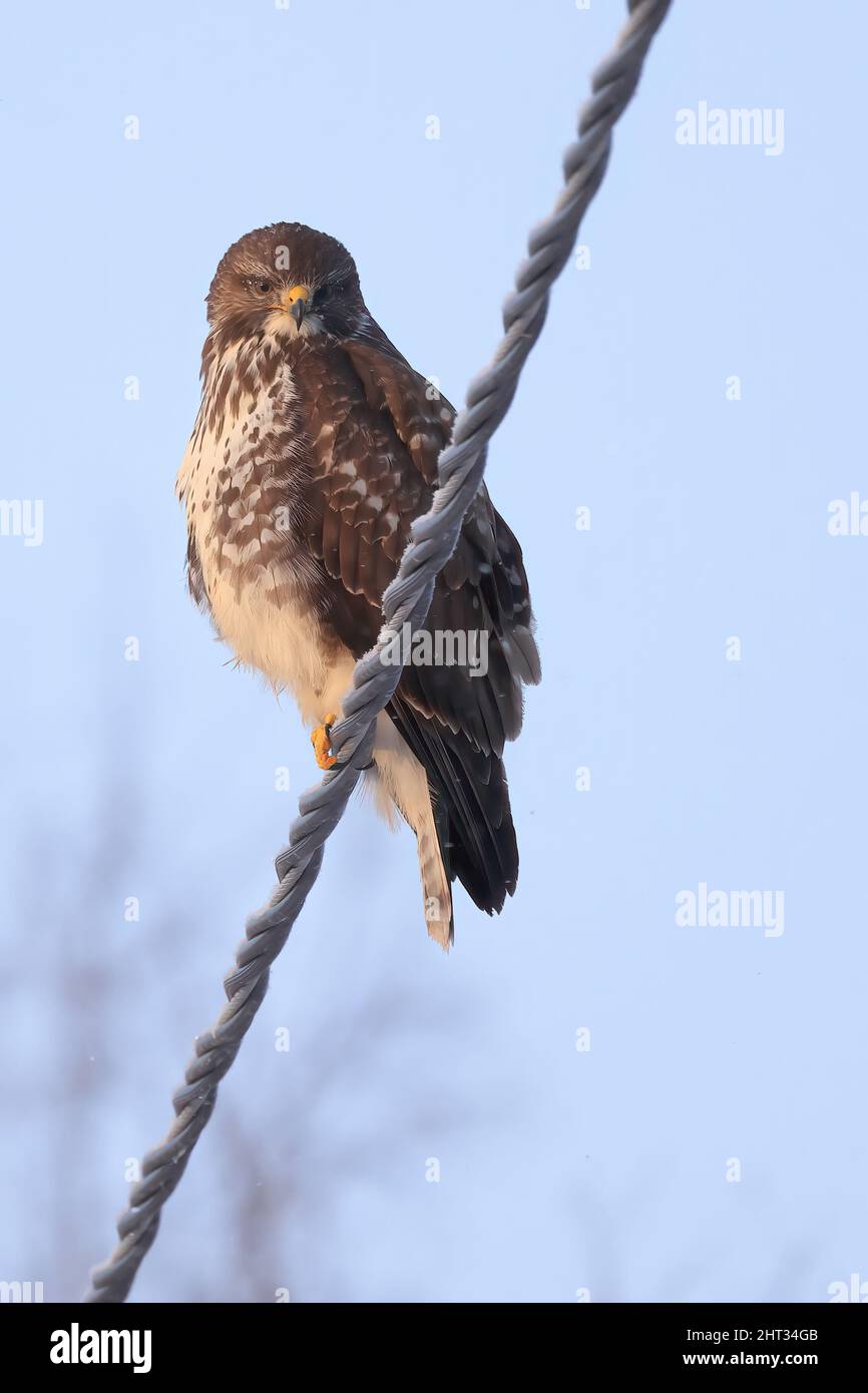Buzzard size hi-res stock photography and images - Alamy