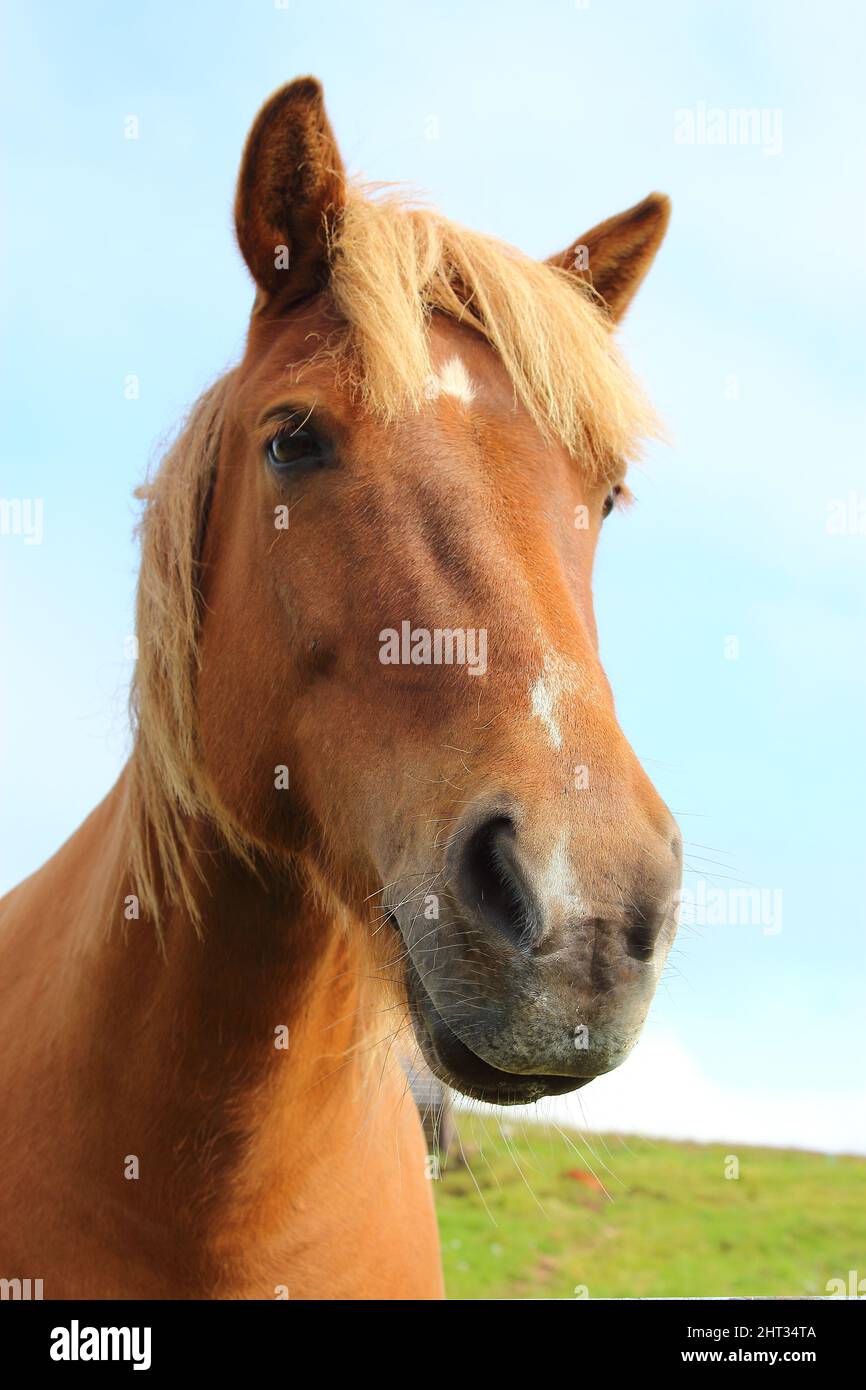 Islandpferd / Icelandic horse / Equus ferus caballus Stock Photo - Alamy