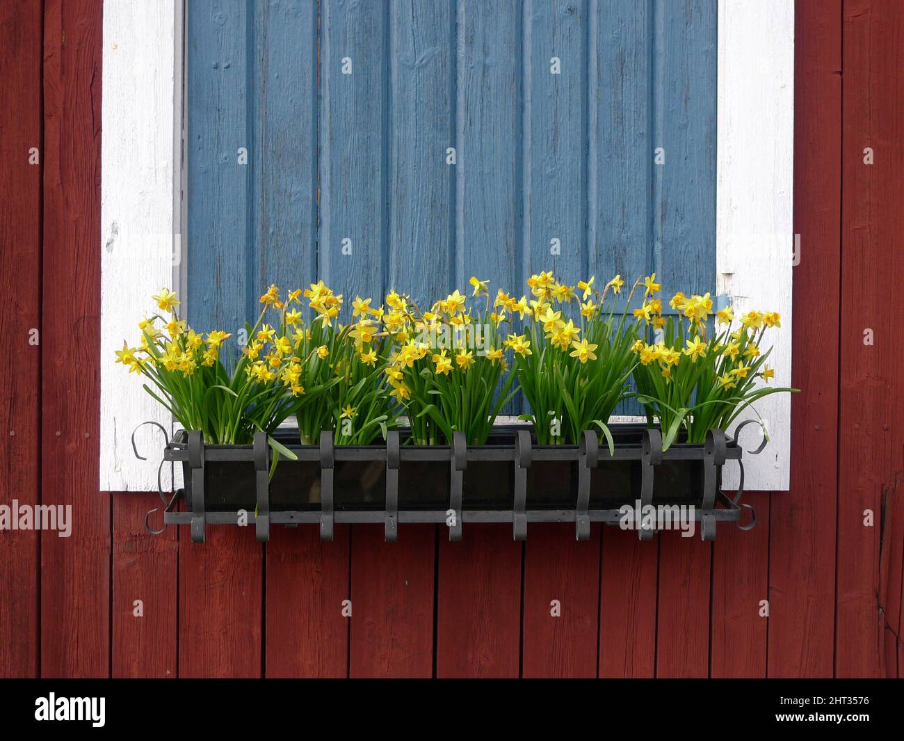 Easter daffodils in flower box Stock Photo - Alamy