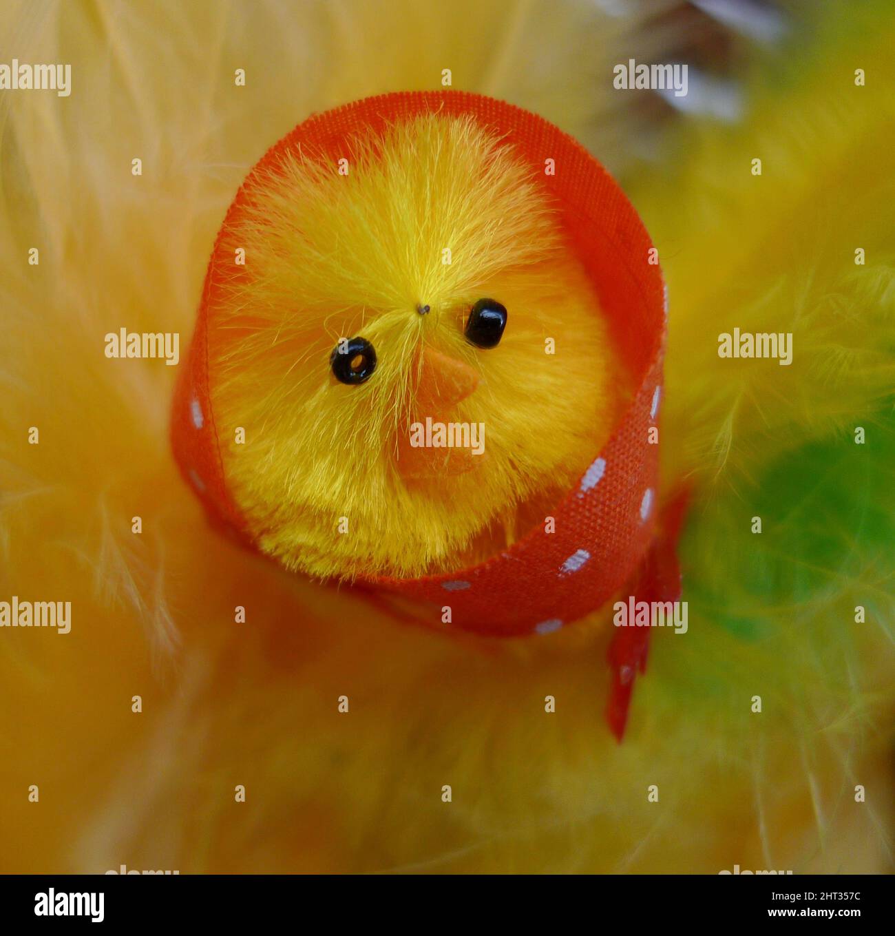 Chicken feathers hi-res stock photography and images - Alamy