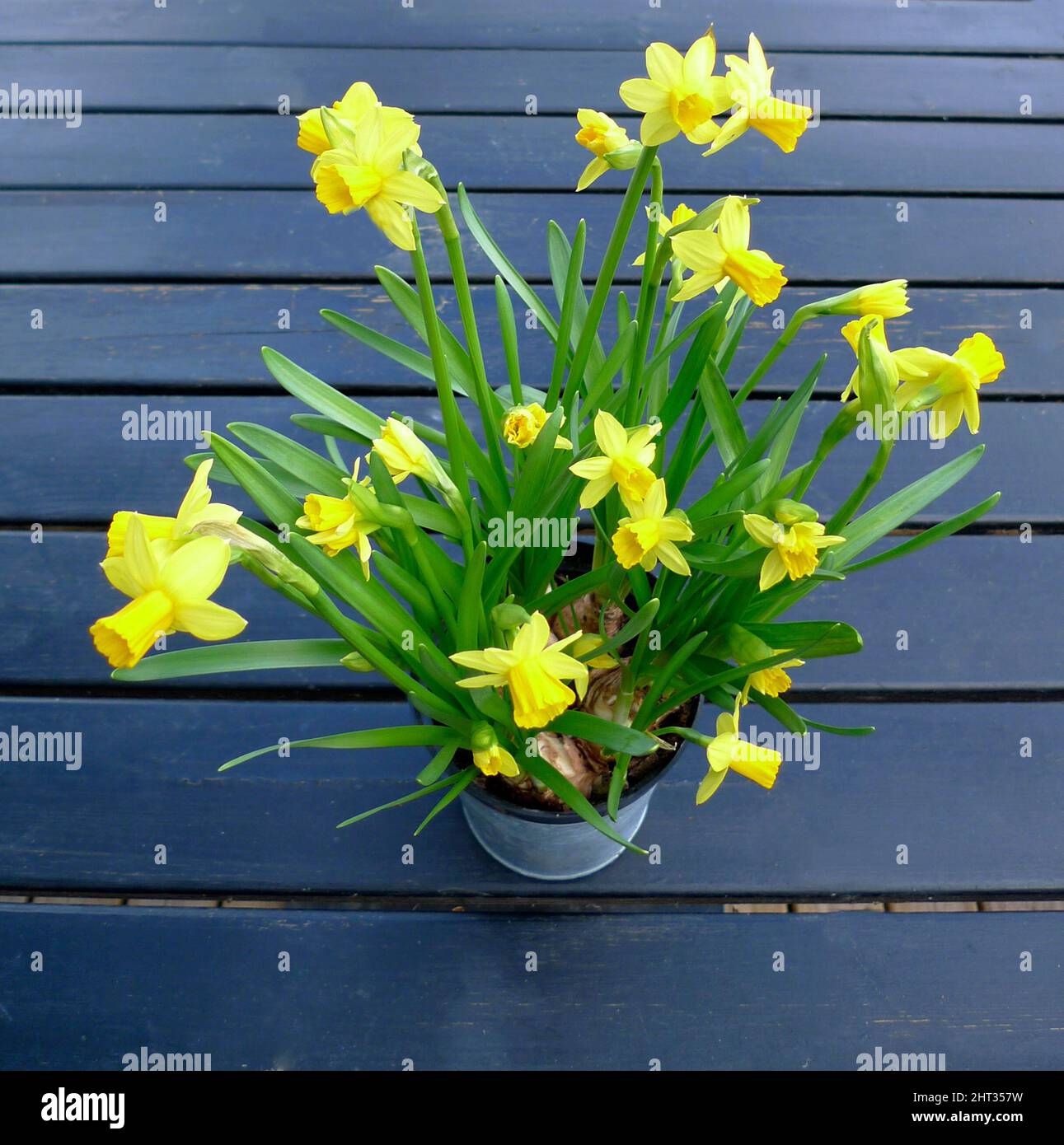Easter daffodils in a pot Stock Photo - Alamy
