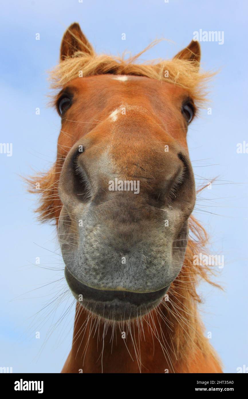 Islandpferd / Icelandic horse / Equus ferus caballus Stock Photo - Alamy
