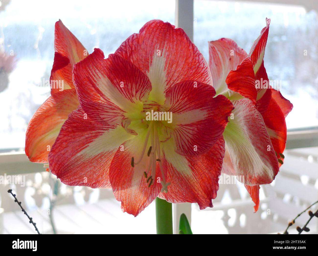 Red and white amaryllis Stock Photo - Alamy