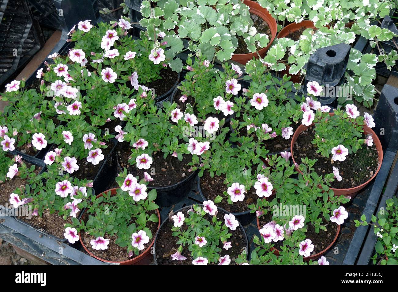 Plant petunias hi-res stock photography and images - Alamy