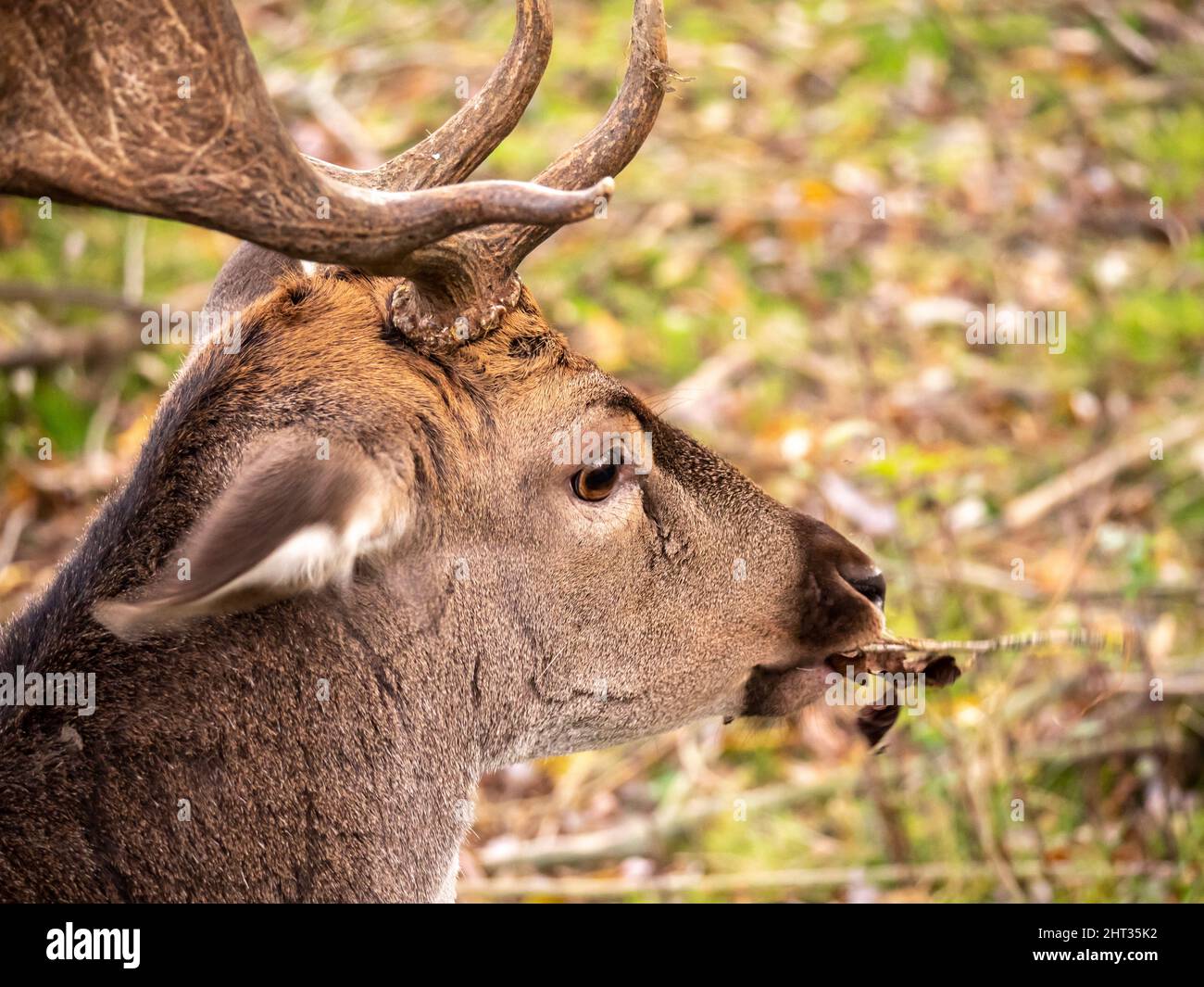 Portrait of a fallow deer in a forest clearing Stock Photo - Alamy