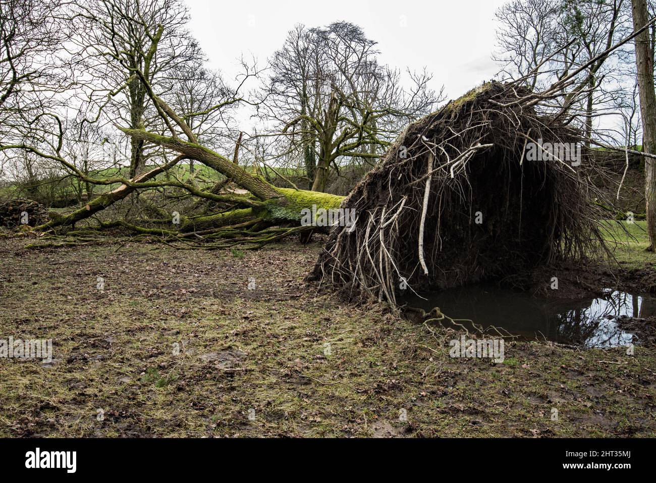 Excessive wind speeds uproot trees hi-res stock photography and images ...
