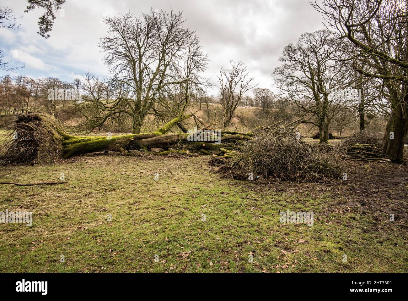 Wet ground trees cant anchor hi-res stock photography and images - Alamy