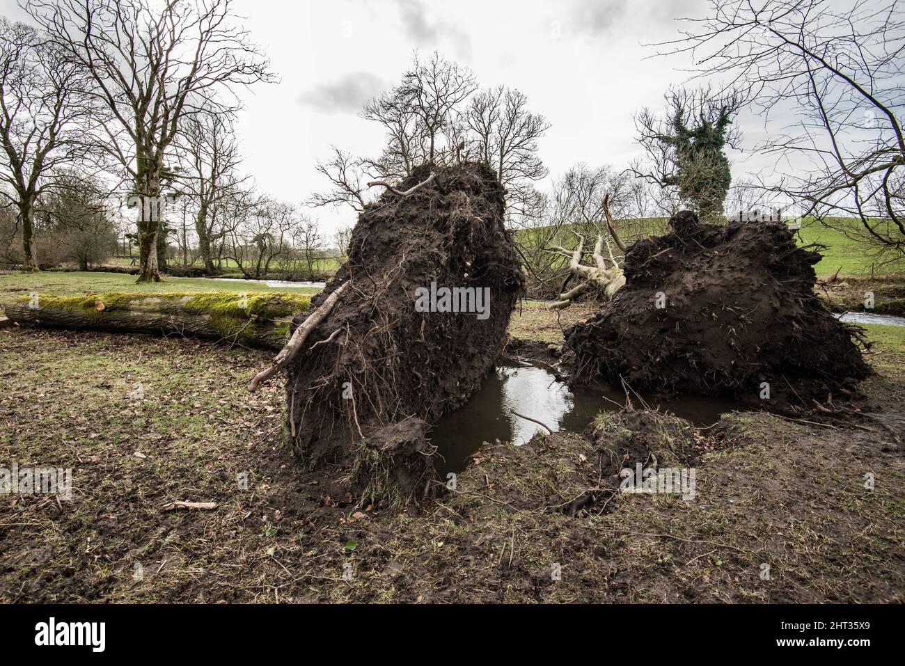 Wet ground trees cant anchor hi-res stock photography and images - Alamy