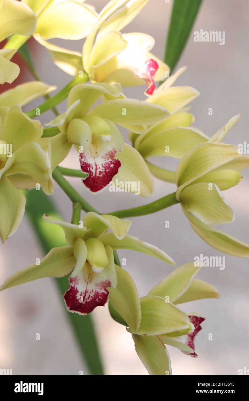 Natural Cymbidium Orchid. Yellow Cymbidium boat orchid flowers with ...