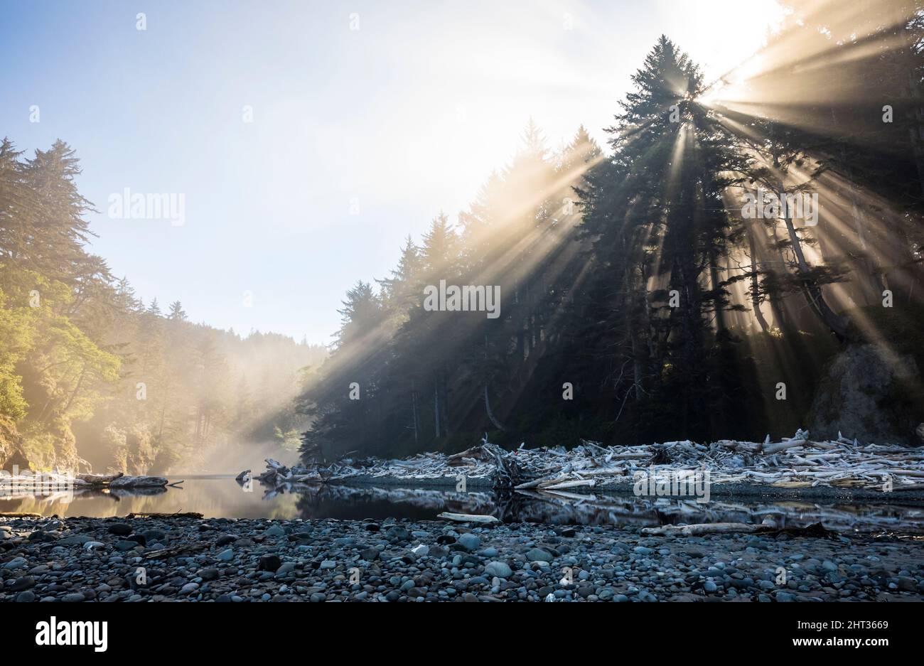 Sun rays shining through the fog in a Sitka Spruce forest above ...