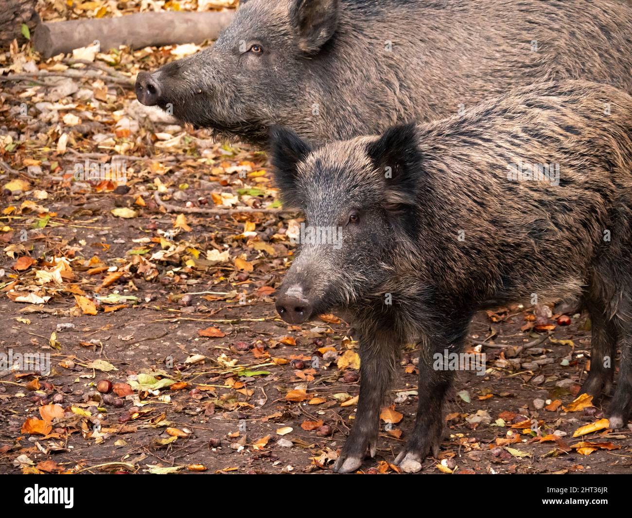 Boars teeth hi-res stock photography and images - Alamy