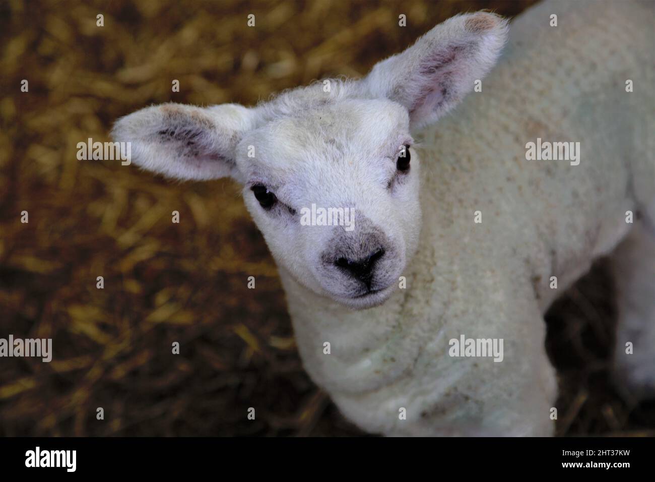 Portrait of a cute white lamb Stock Photo - Alamy